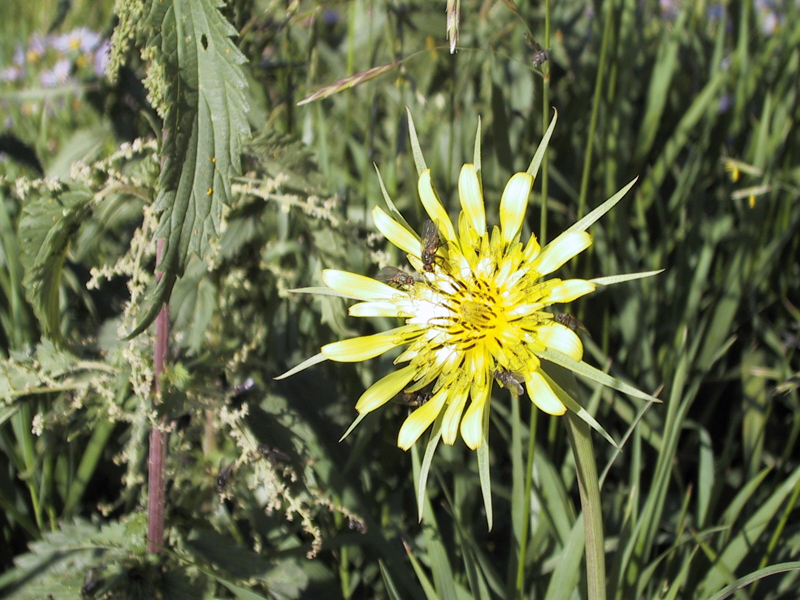 Flowers of Maroon Bells, July 2000