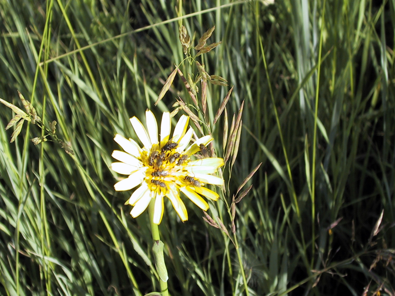 Flowers of Maroon Bells, July 2000