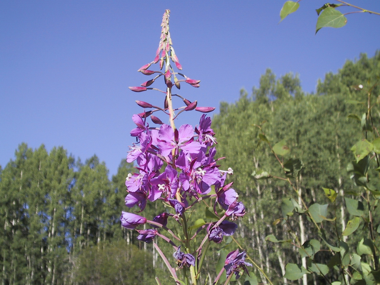 Flowers of Maroon Bells, July 2000